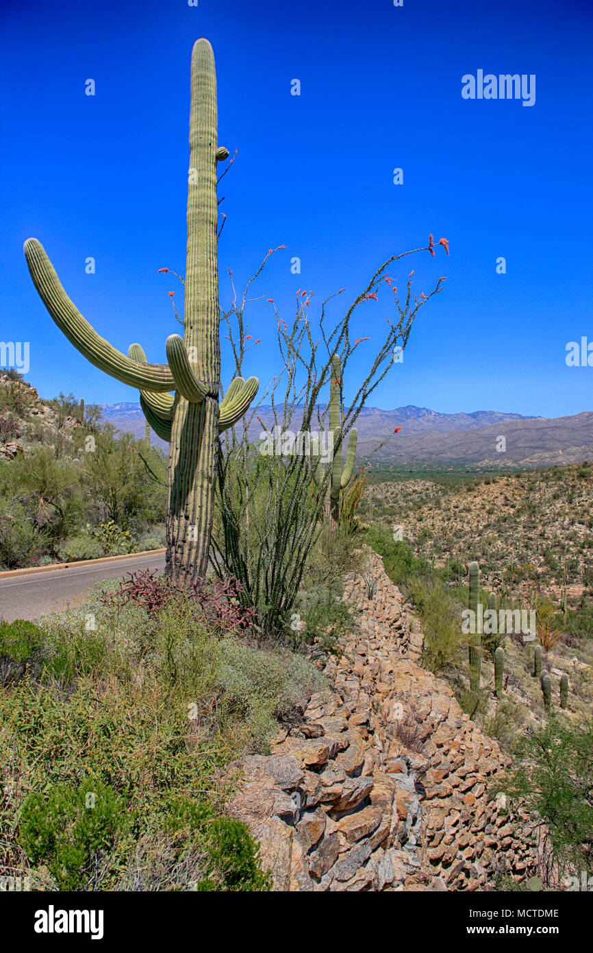 The Saguaro East Rincon Mountain National Park in Tucson, Arizona Stock ...