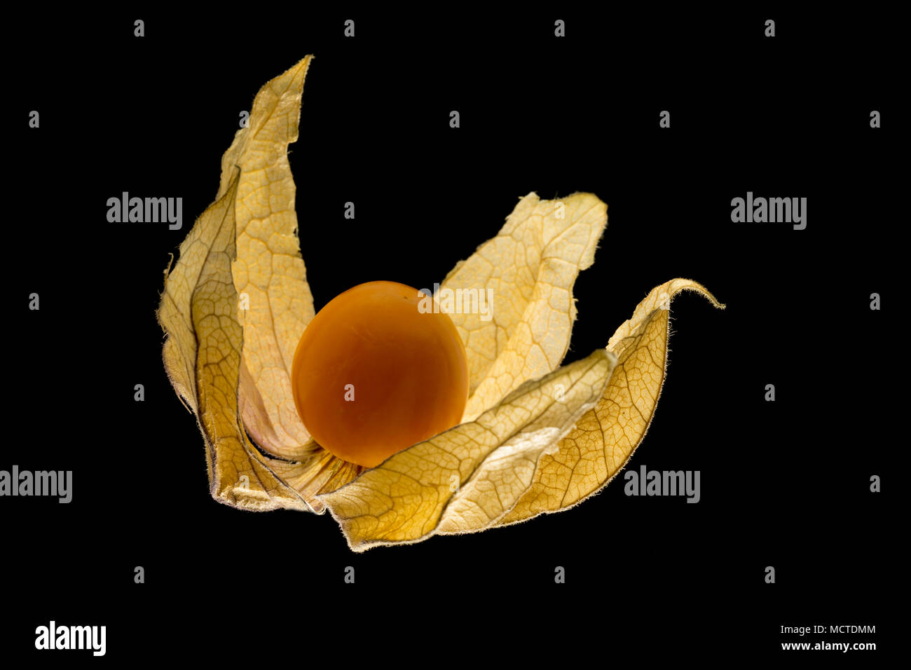 A physalis fruit and husk on a black background bought from a ...