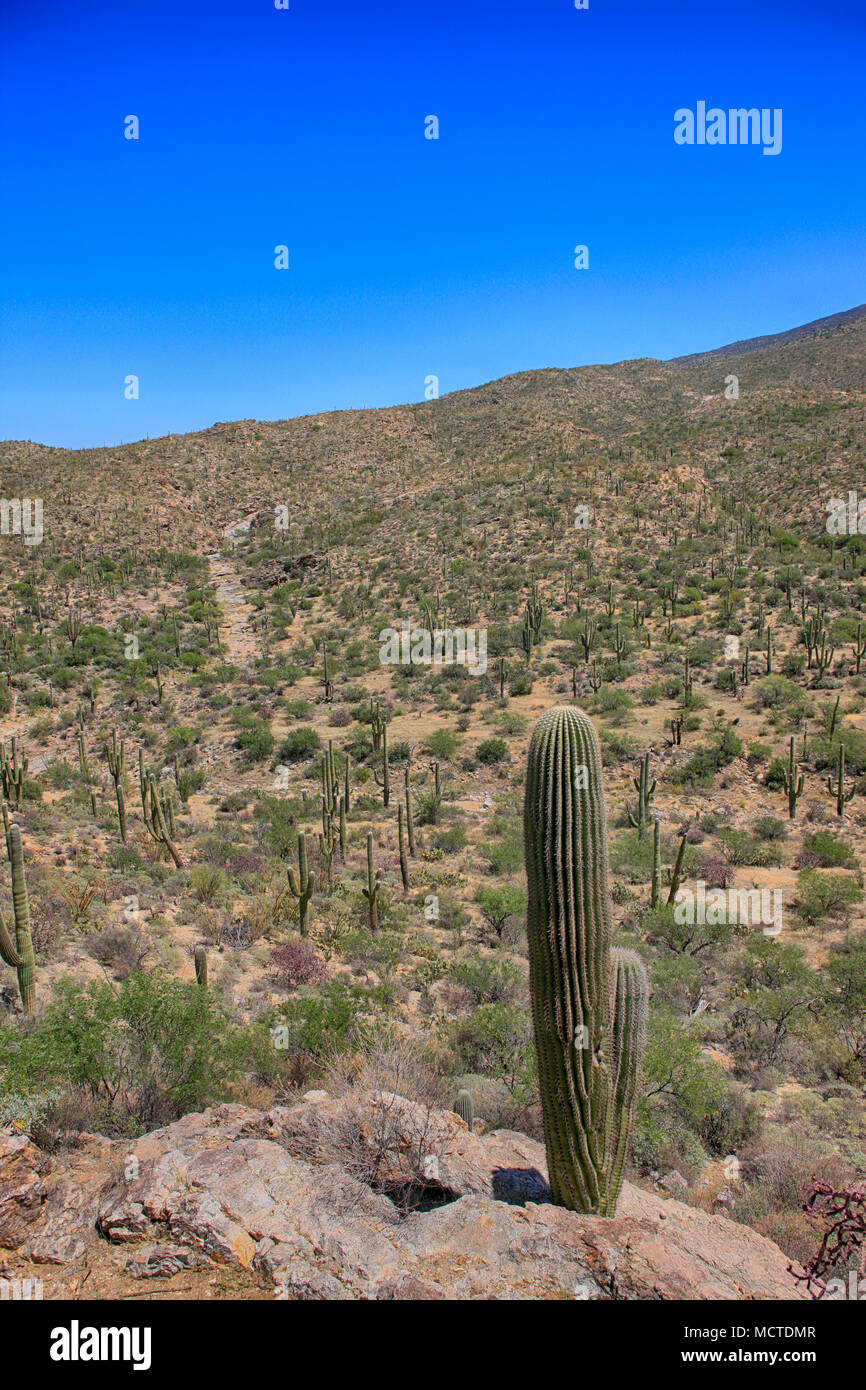 The Saguaro East Rincon Mountain National Park in Tucson, Arizona Stock ...