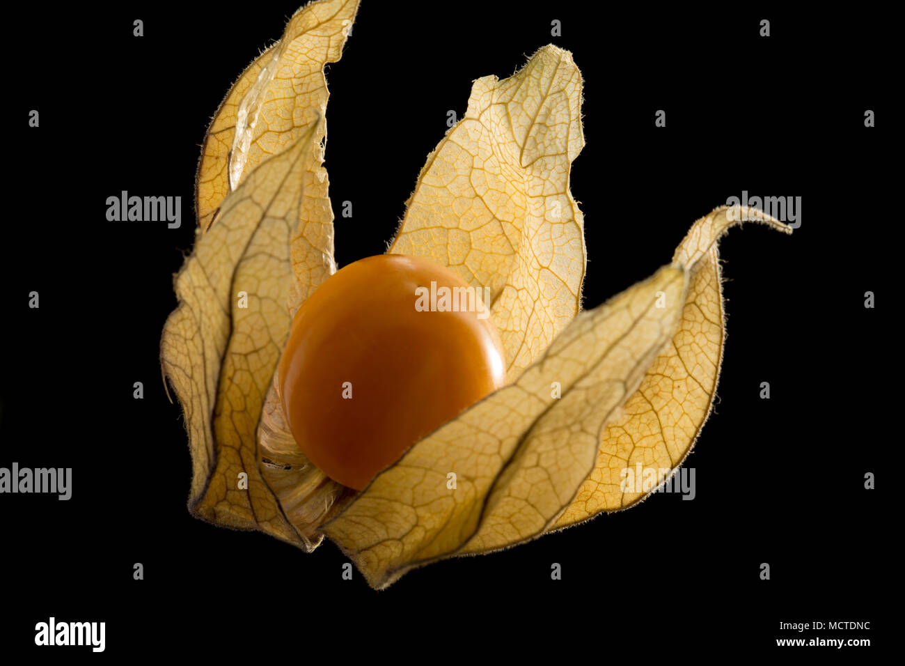 A physalis fruit and husk on a black background bought from a ...