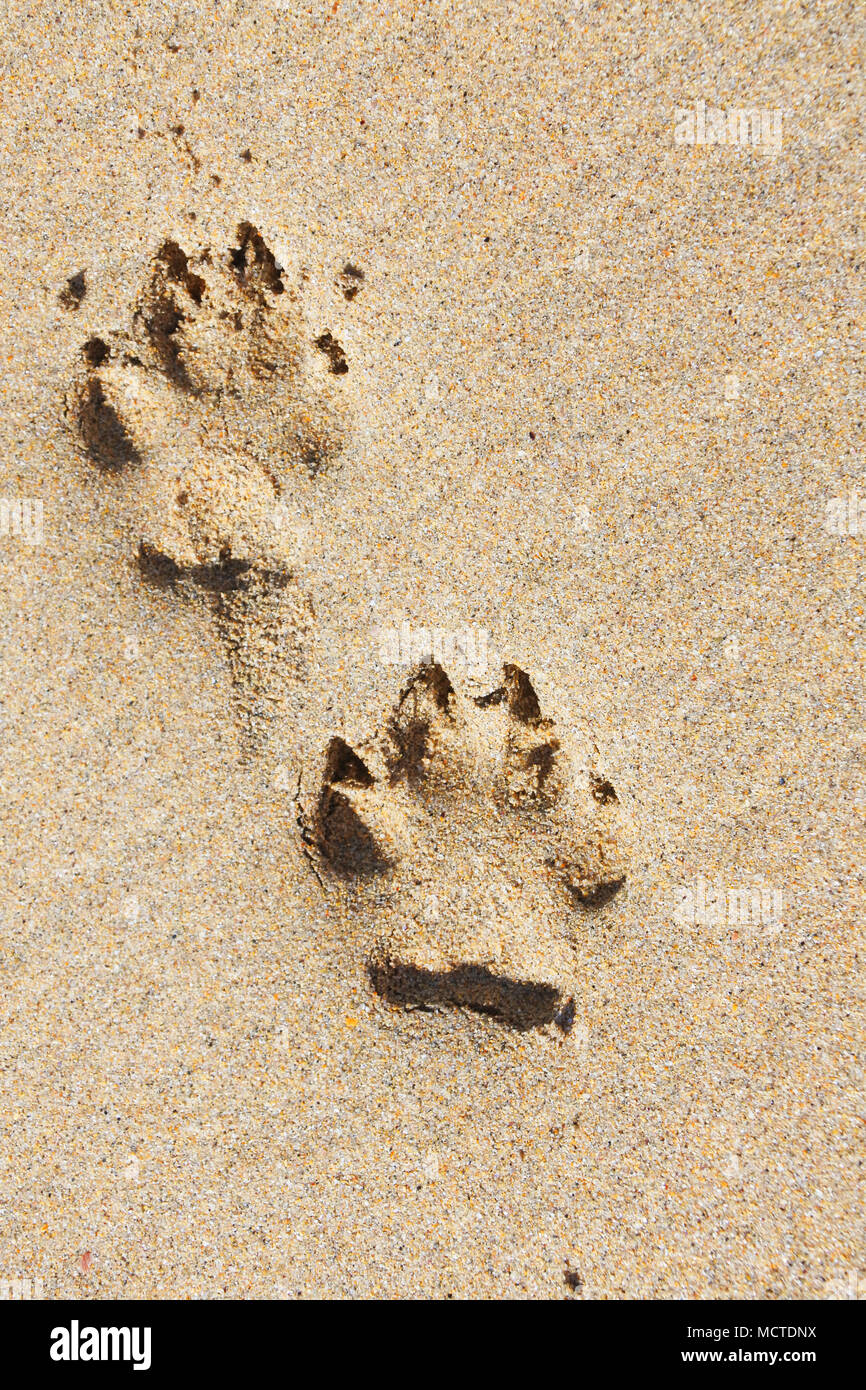Dog paw prints hi-res stock photography and images - Alamy