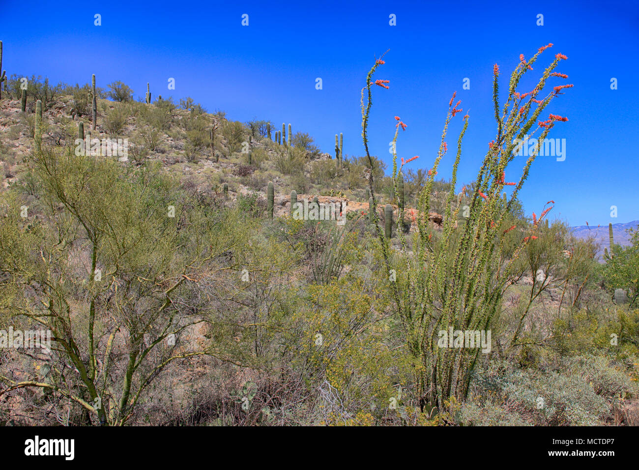 The Saguaro East Rincon Mountain National Park in Tucson, Arizona Stock ...