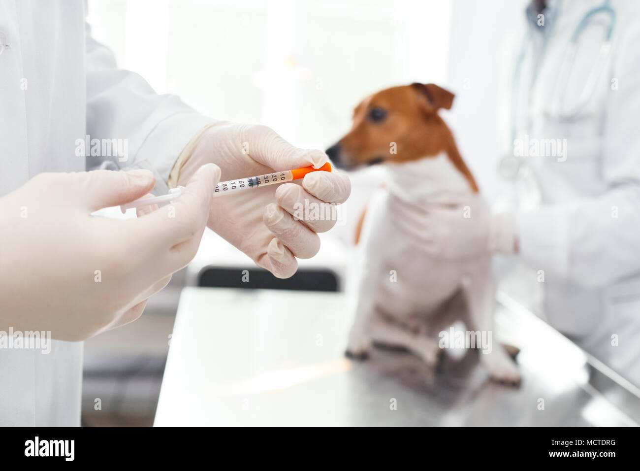 Syringe with injection of medicine for the dog. Veterinary clinic ...