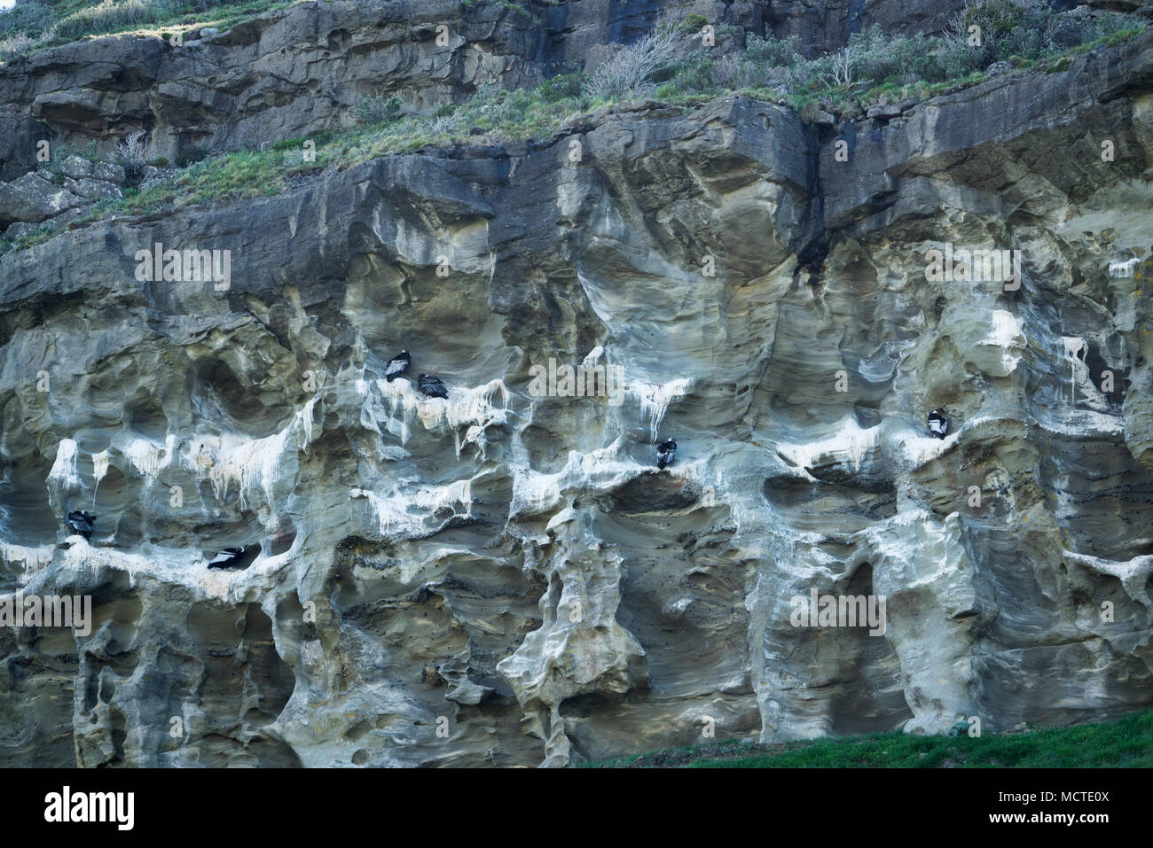 Andean condor nest hi-res stock photography and images - Alamy