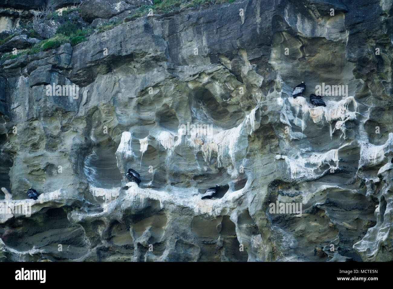 Condors nest hi-res stock photography and images - Alamy