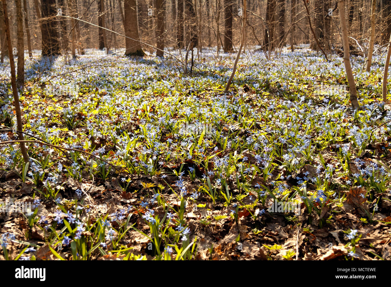 Flowering of small blue flowers Scilla in the spring in a forest ...