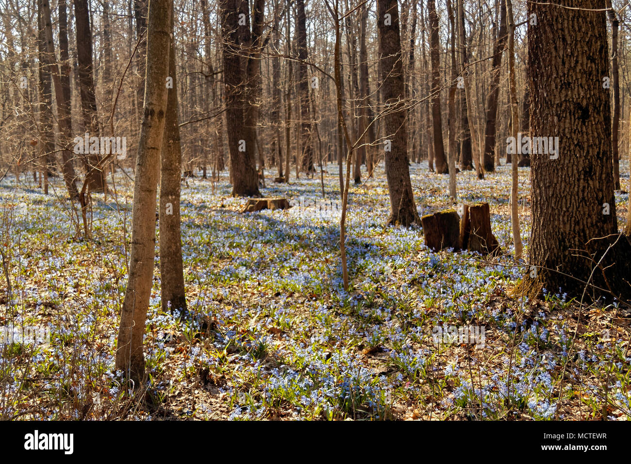 Flowering of small blue flowers Scilla in the spring in a forest ...