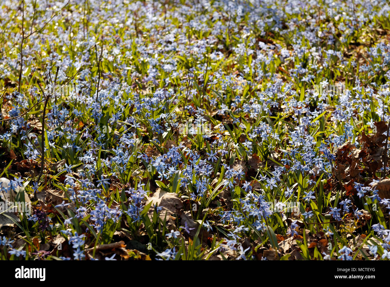 Flowering of small blue flowers Scilla in the spring in a forest ...