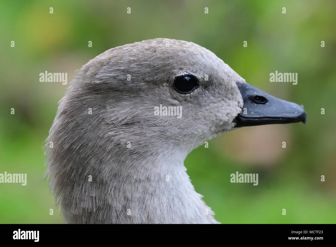 Blue winged goose hi-res stock photography and images - Alamy
