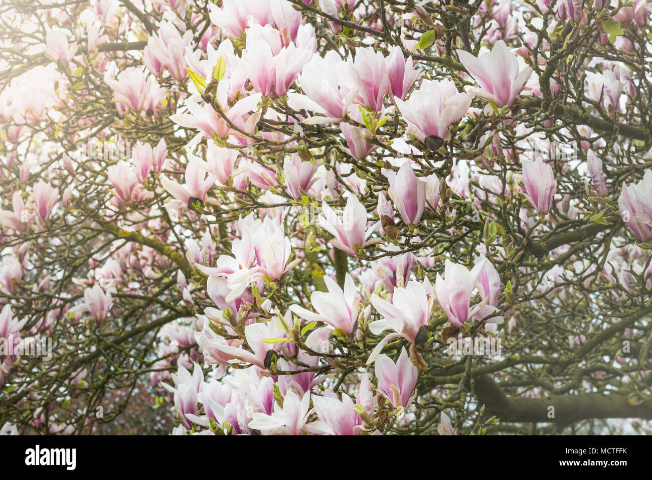 Beautifull Light Pink Magnolia Tree with Blooming Flowers during ...
