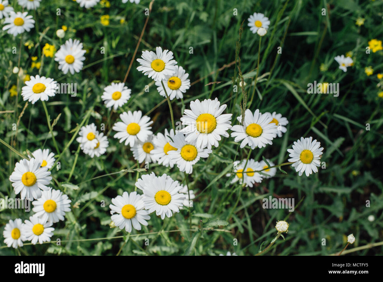 Field of camomiles flowers Stock Photo - Alamy