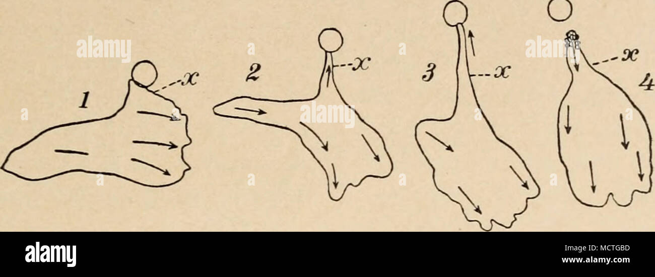 Pseudopodium hi-res stock photography and images - Alamy