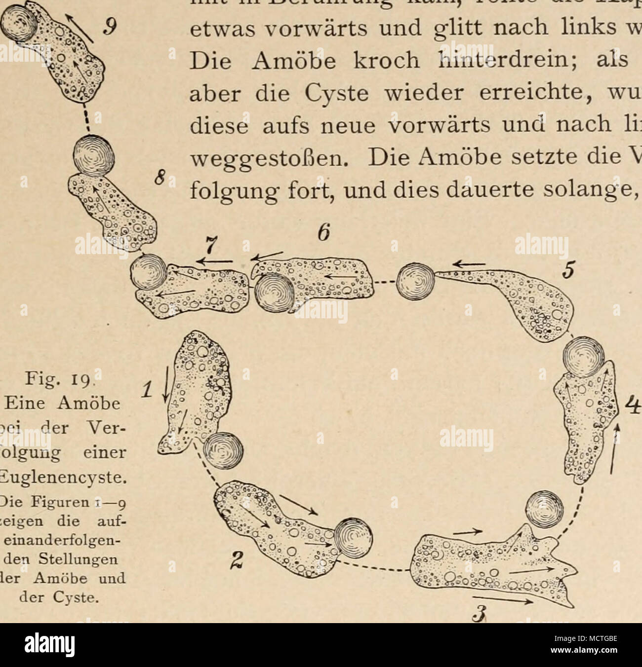 Pseudopodium hi-res stock photography and images - Alamy