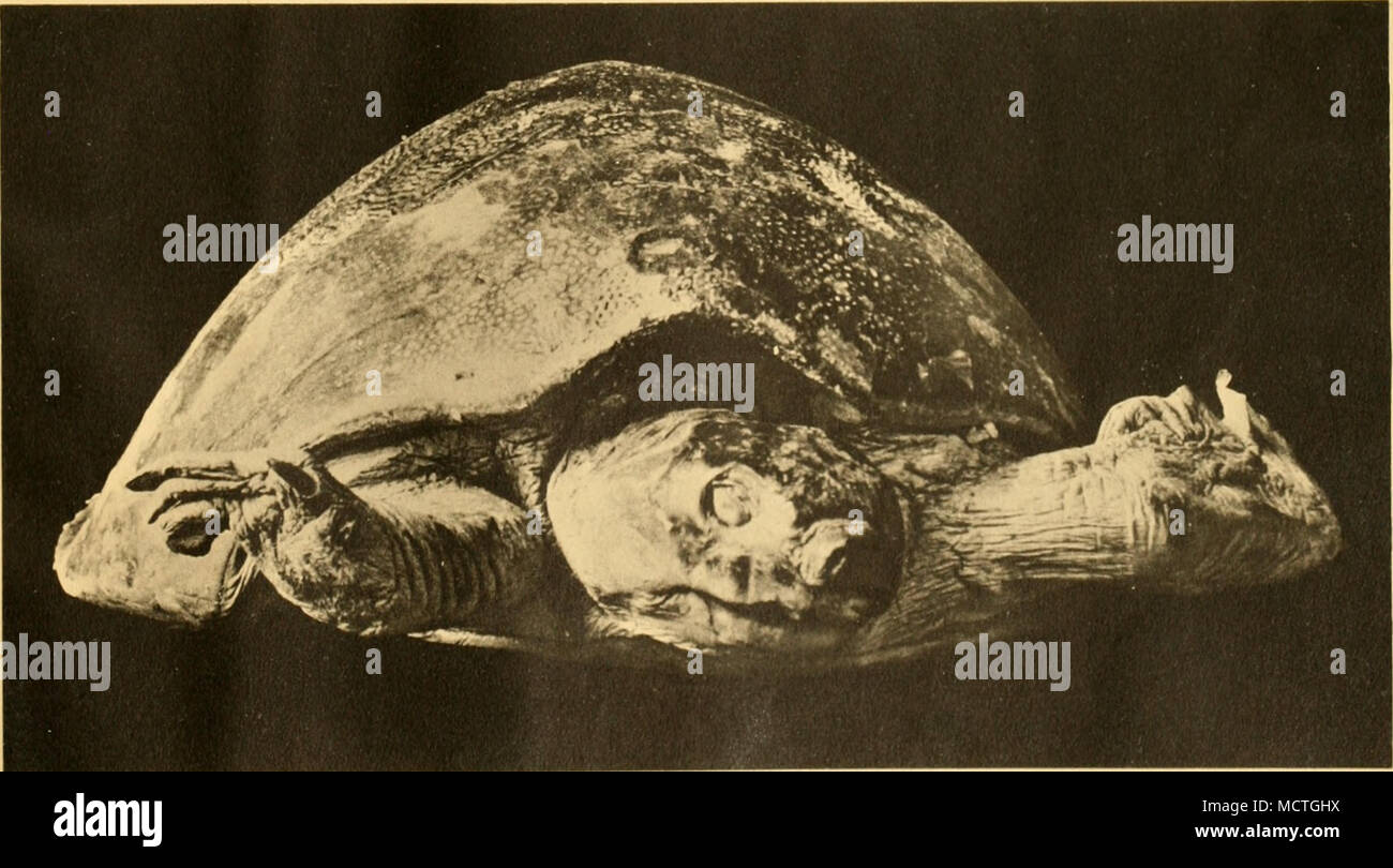 Anatomical studies in herpetology hi-res stock photography and images ...