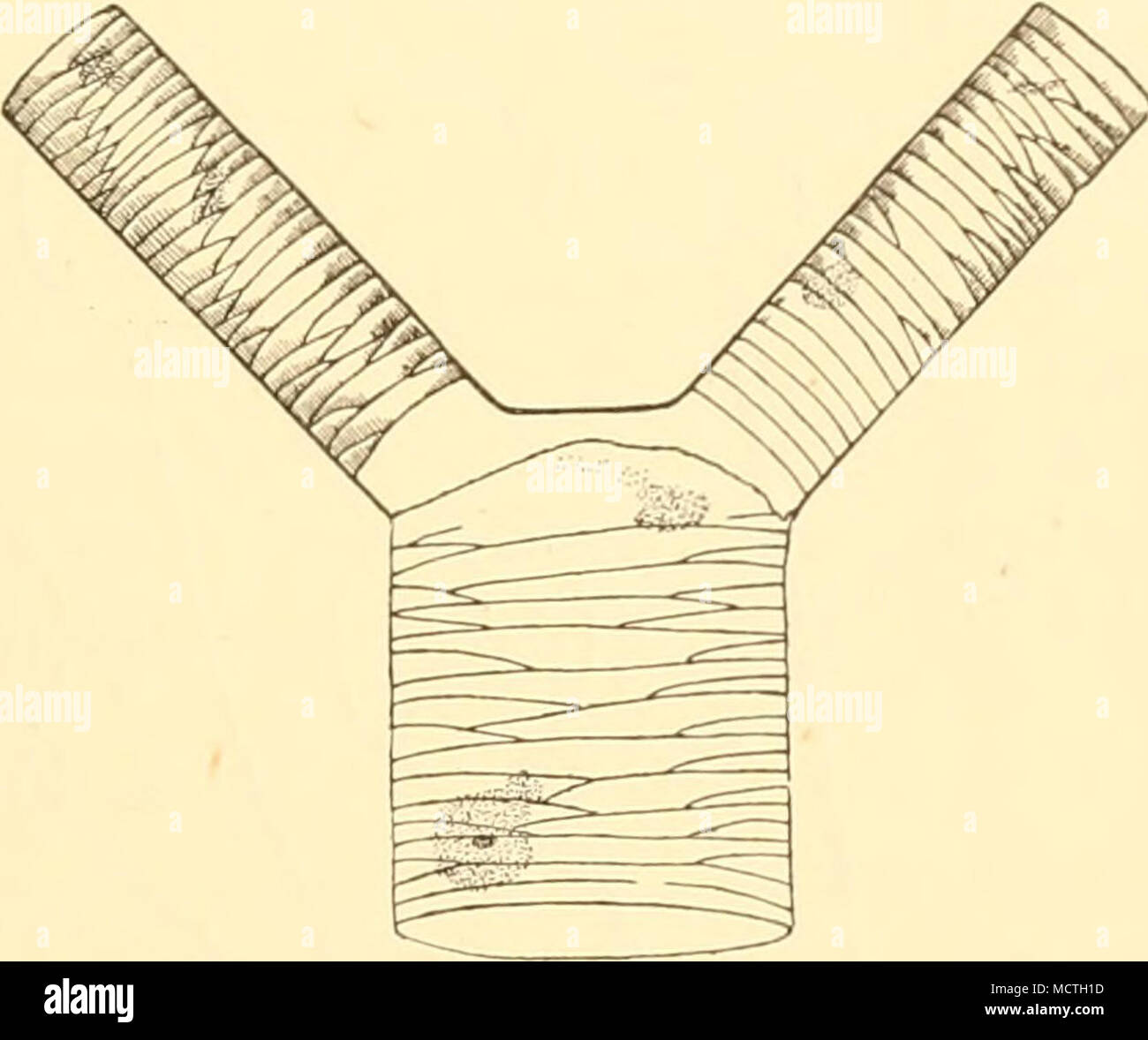 . Fig. 15- An auxospore of Dactyliosolen antarcticus. X500. SPORE ...