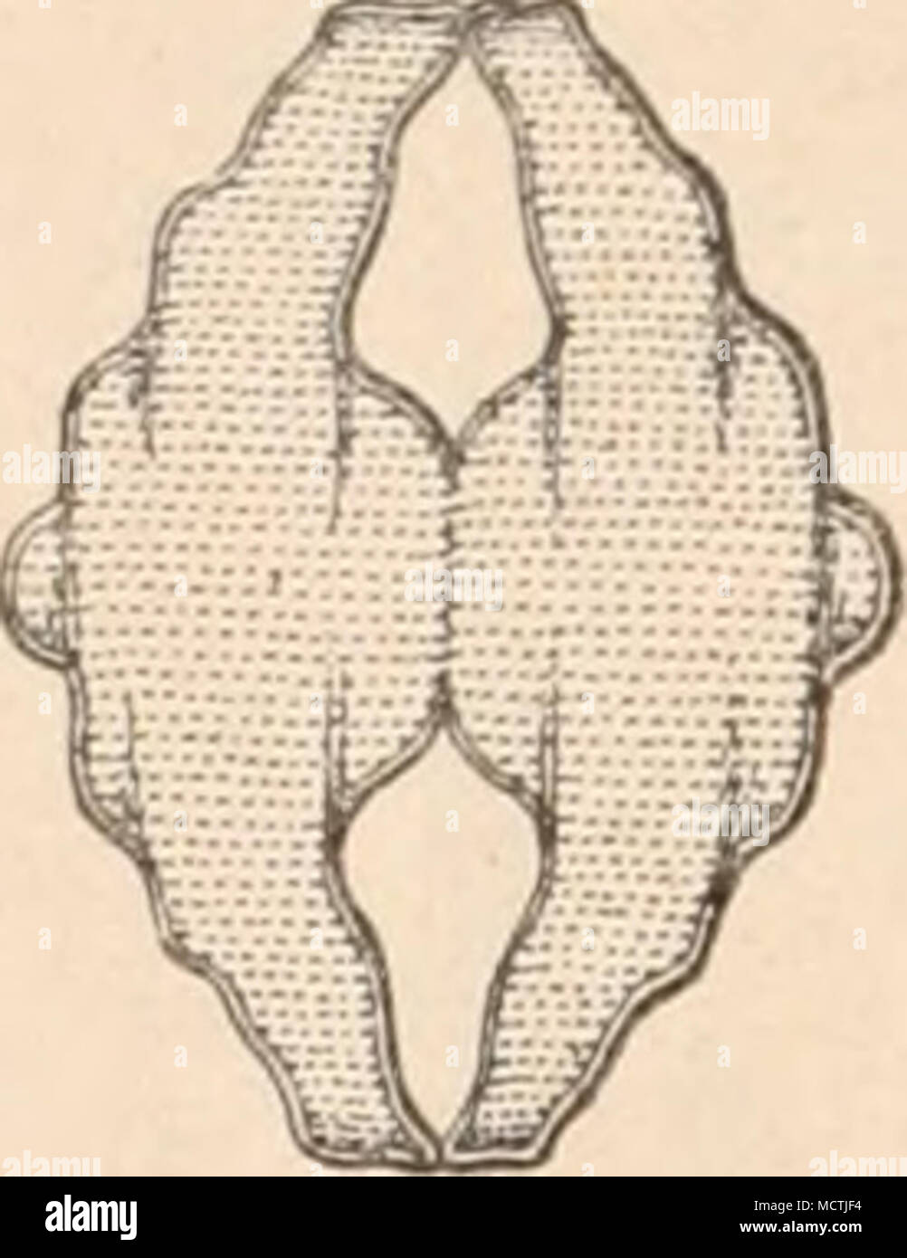 Peponia hi-res stock photography and images - Alamy