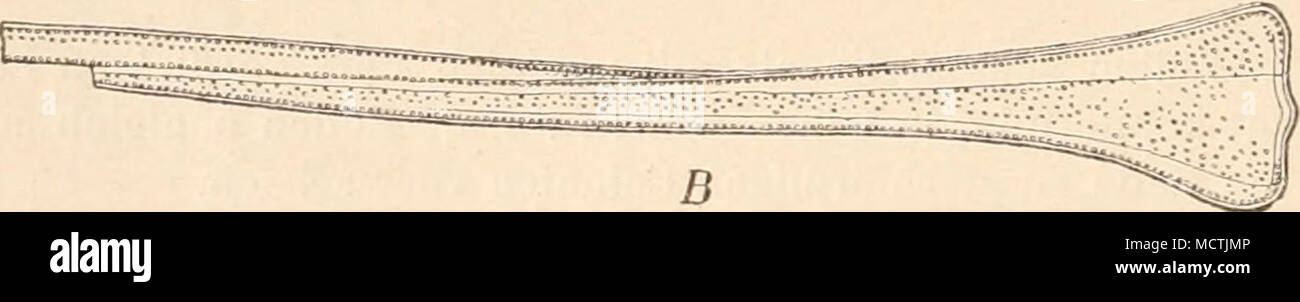 Keulenartig hi-res stock photography and images - Alamy