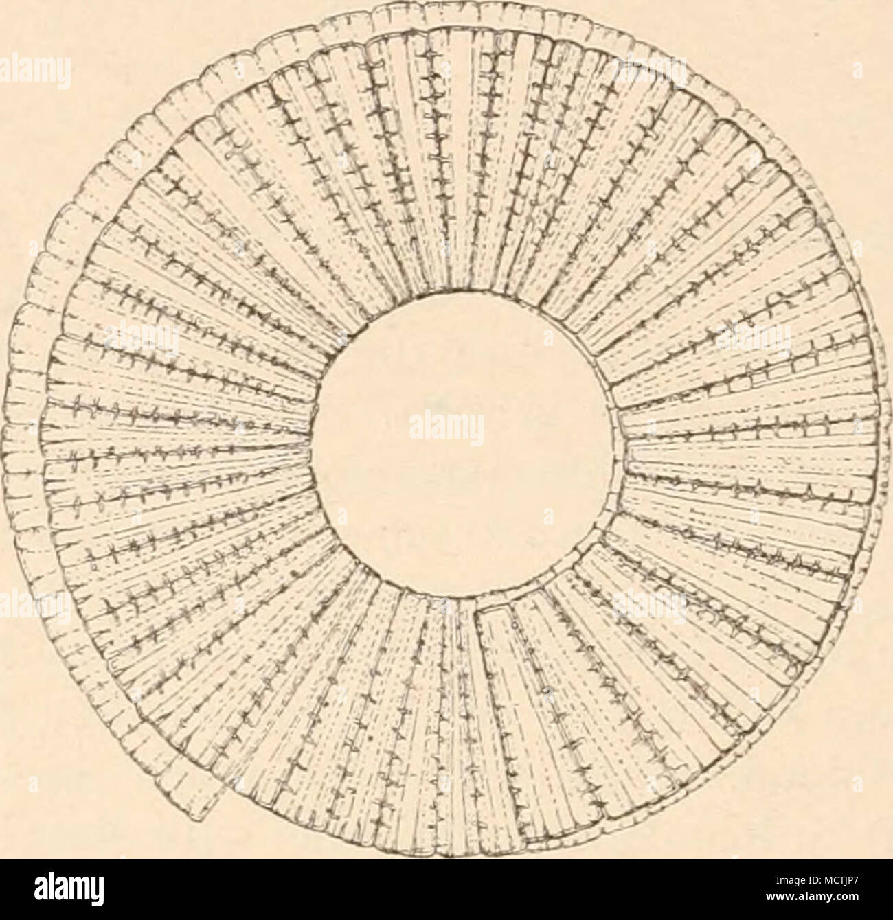 . Fig. 197. Meridion circulare (Grev.) Ag. A Schalen-, B Gürtelansieht ...