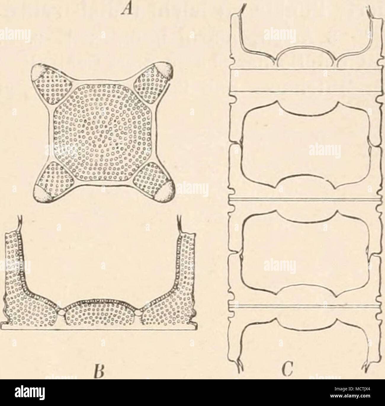Schema grund hi-res stock photography and images - Alamy