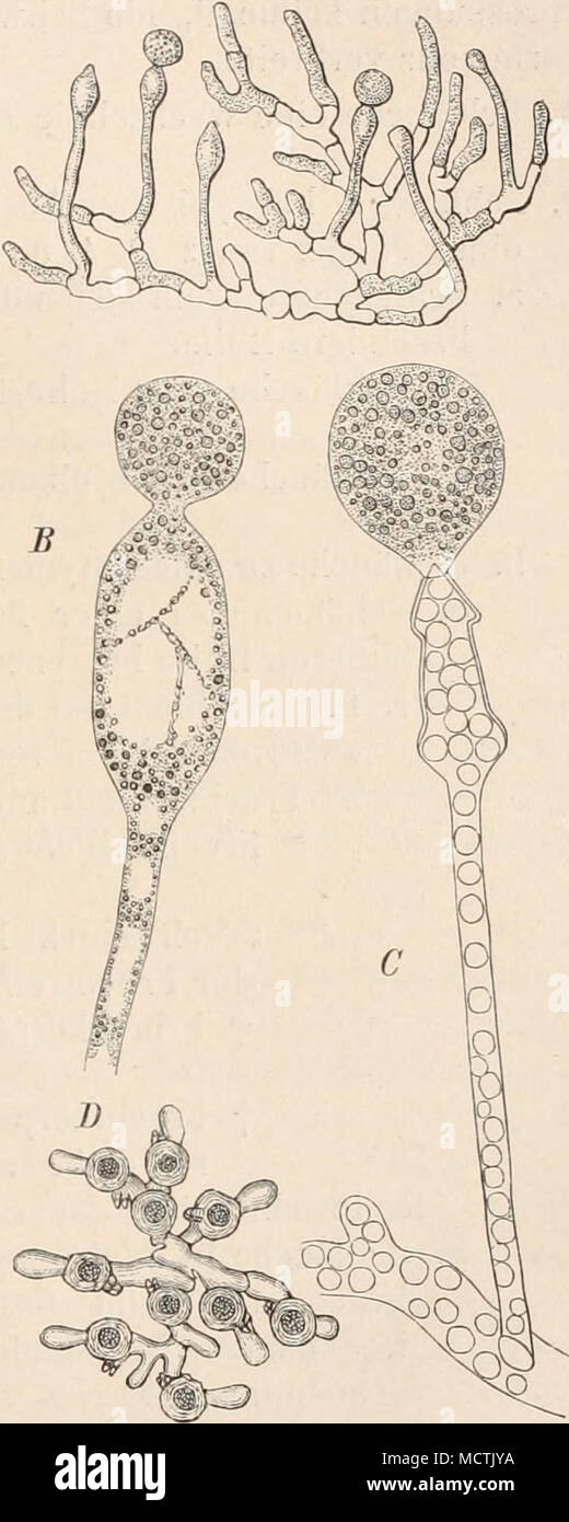 Tragender hi-res stock photography and images - Alamy