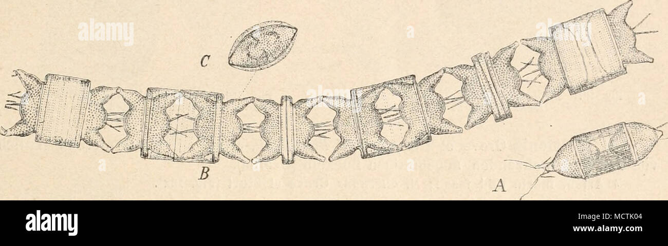 Odontella hi-res stock photography and images - Alamy