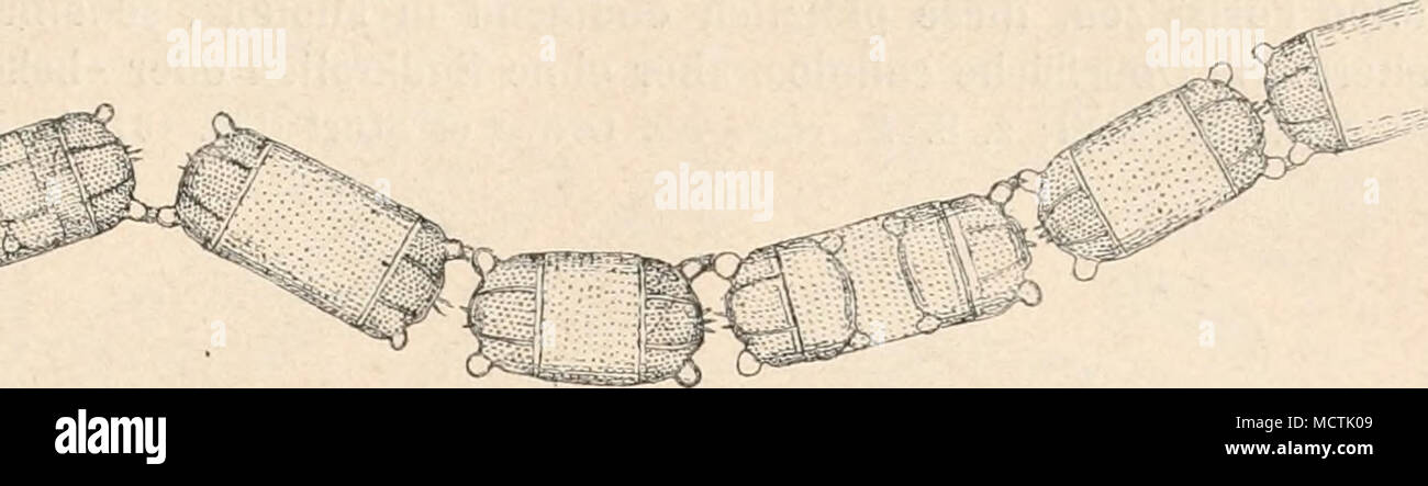 Biddulphia pulchella hi-res stock photography and images - Alamy