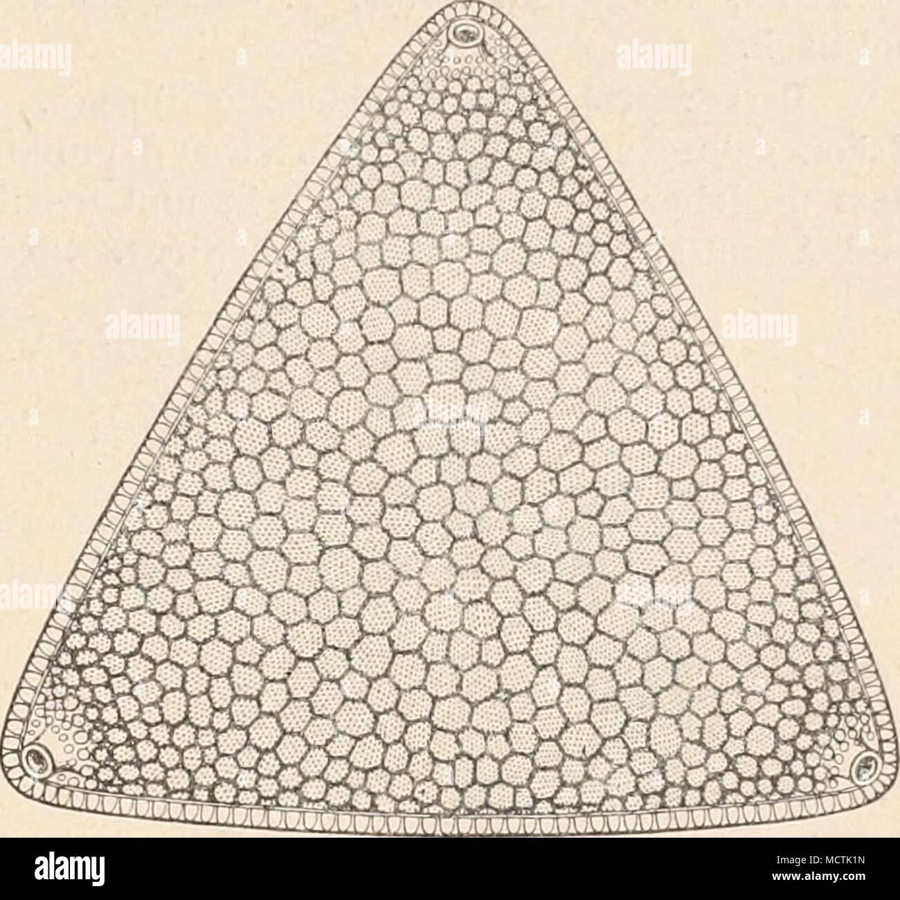 Biddulphia hi-res stock photography and images - Alamy