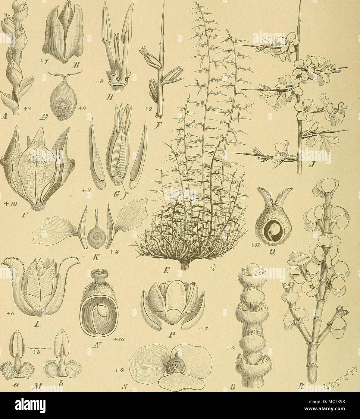 Noaea mucronata hi-res stock photography and images - Alamy