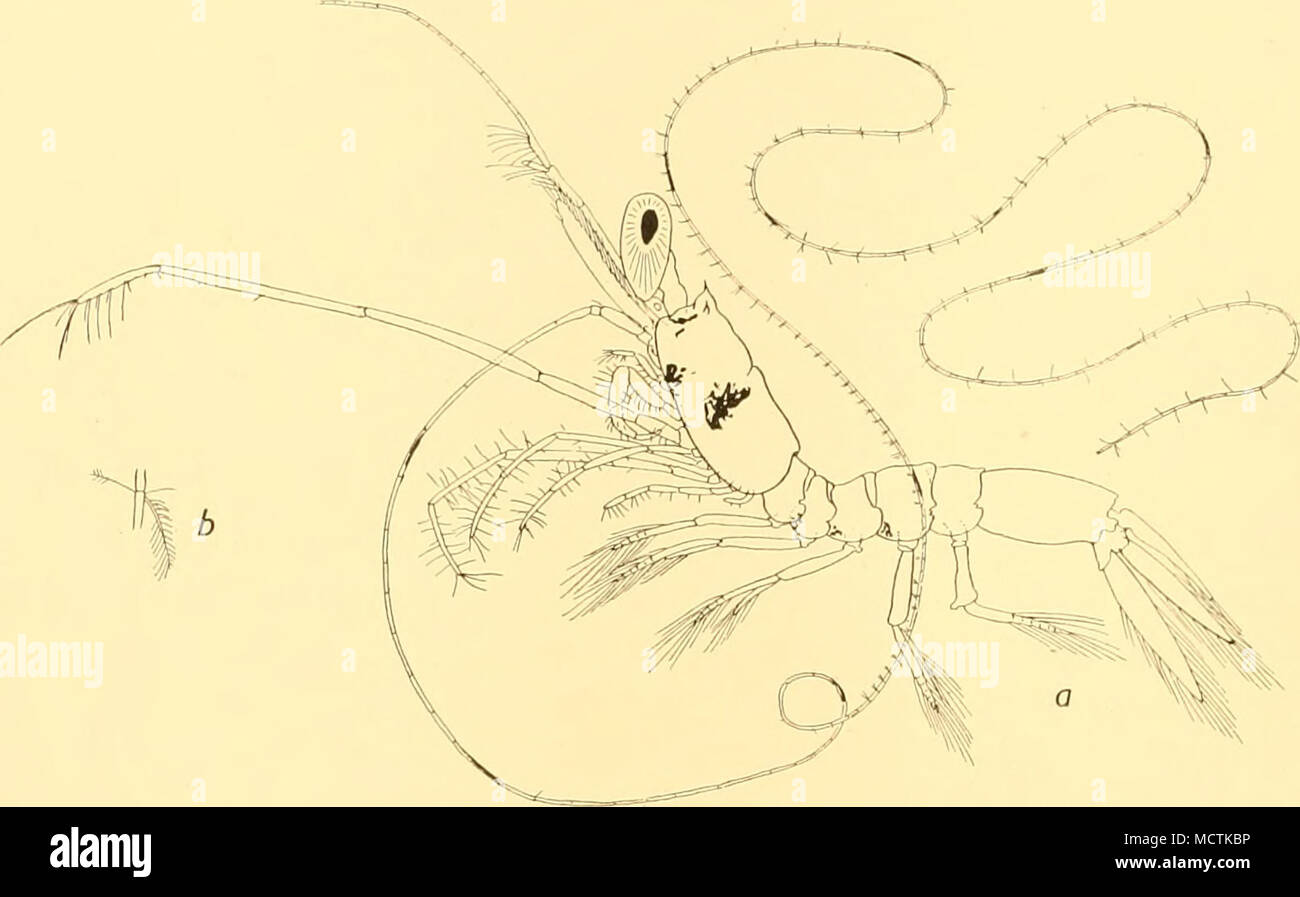 Classification of flagellum hi-res stock photography and images - Alamy