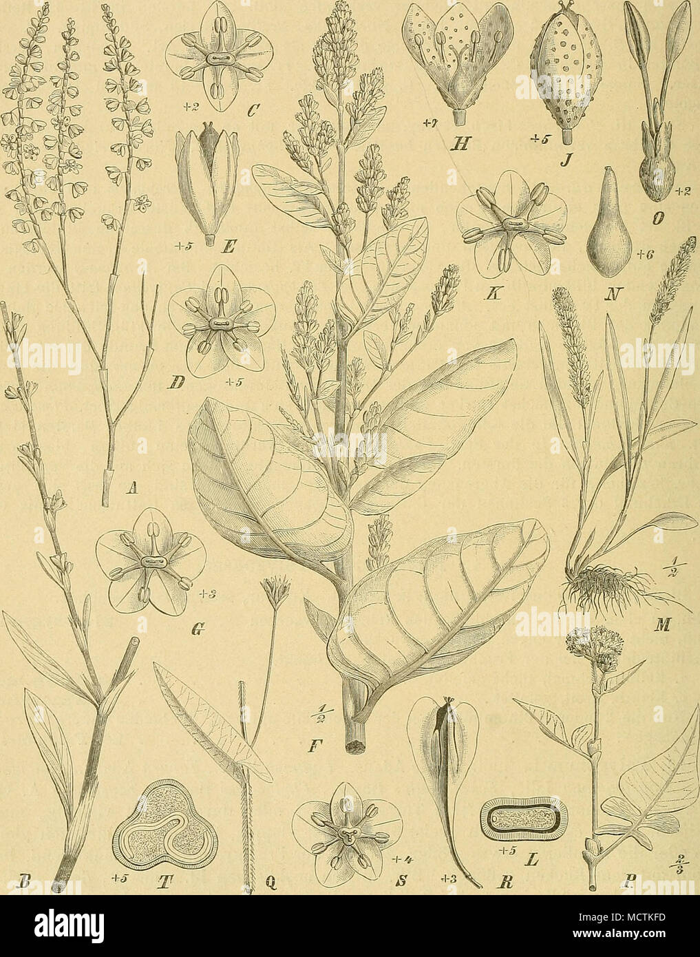 Polygonum tinctorium hi-res stock photography and images - Alamy