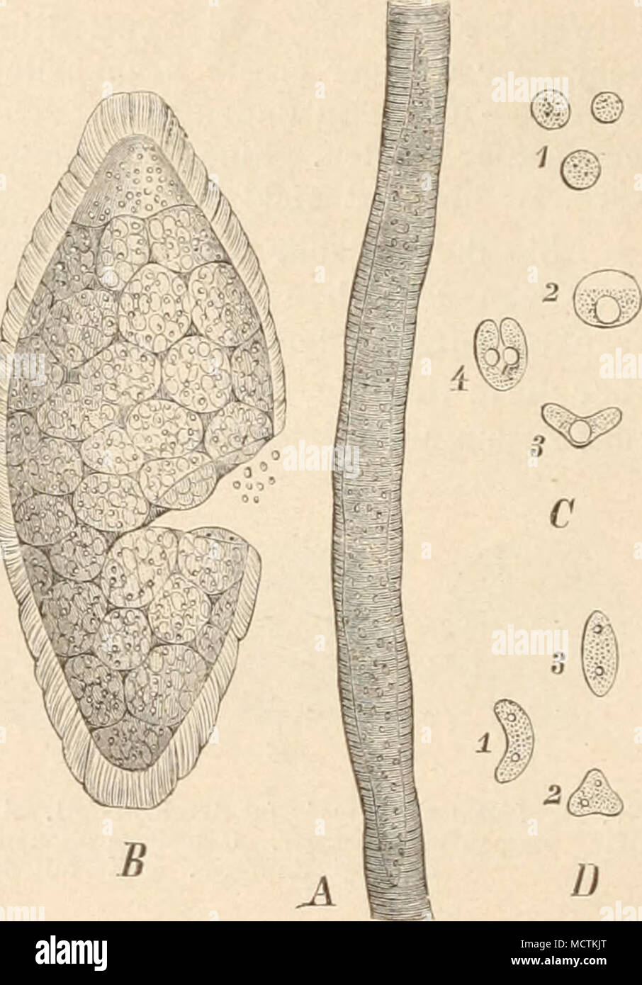 . Fig. 22. Myxidium Lieberkiihnii Bütschli. A amO- lioider Zustand (60/ ...