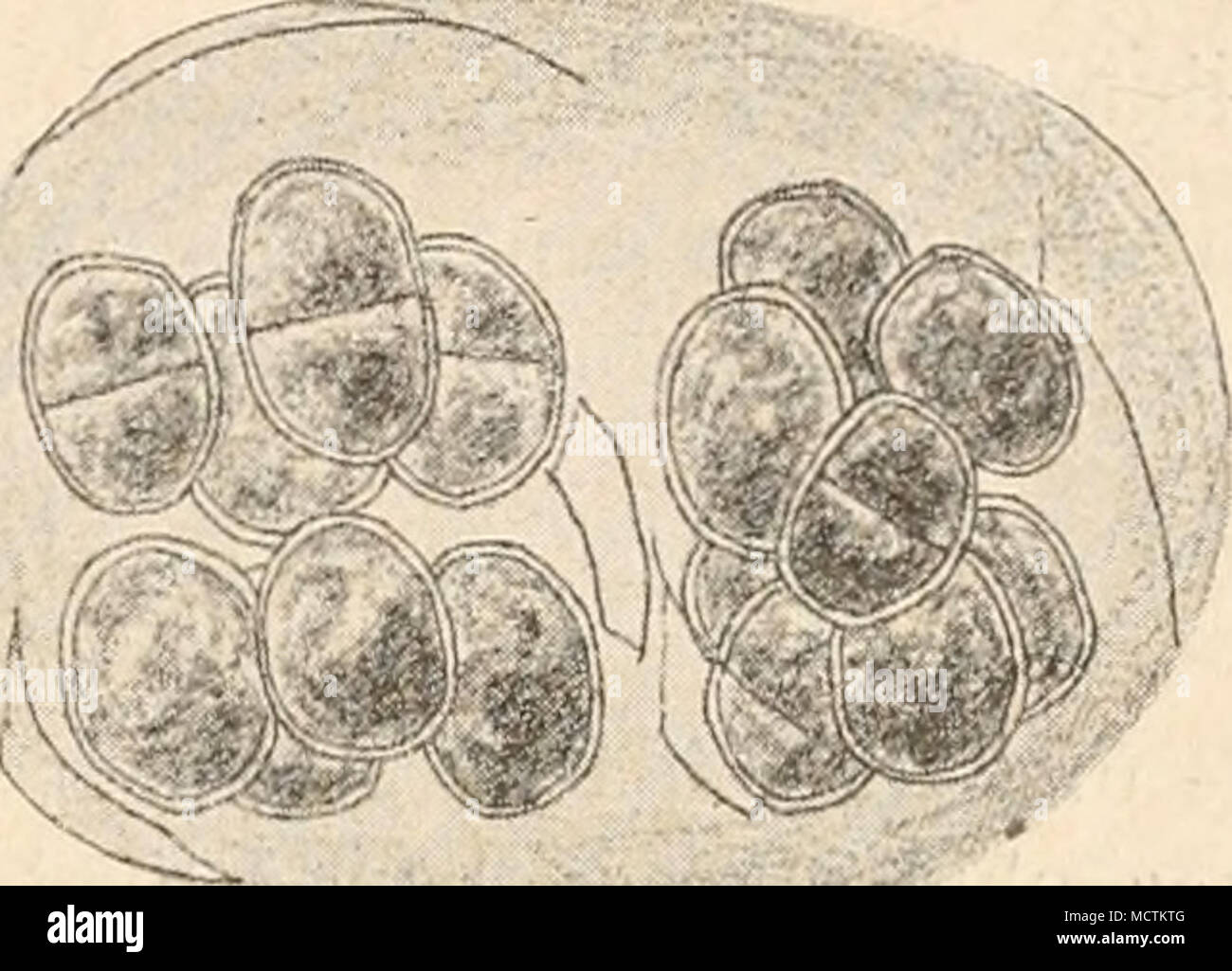 Haftend hi-res stock photography and images - Alamy