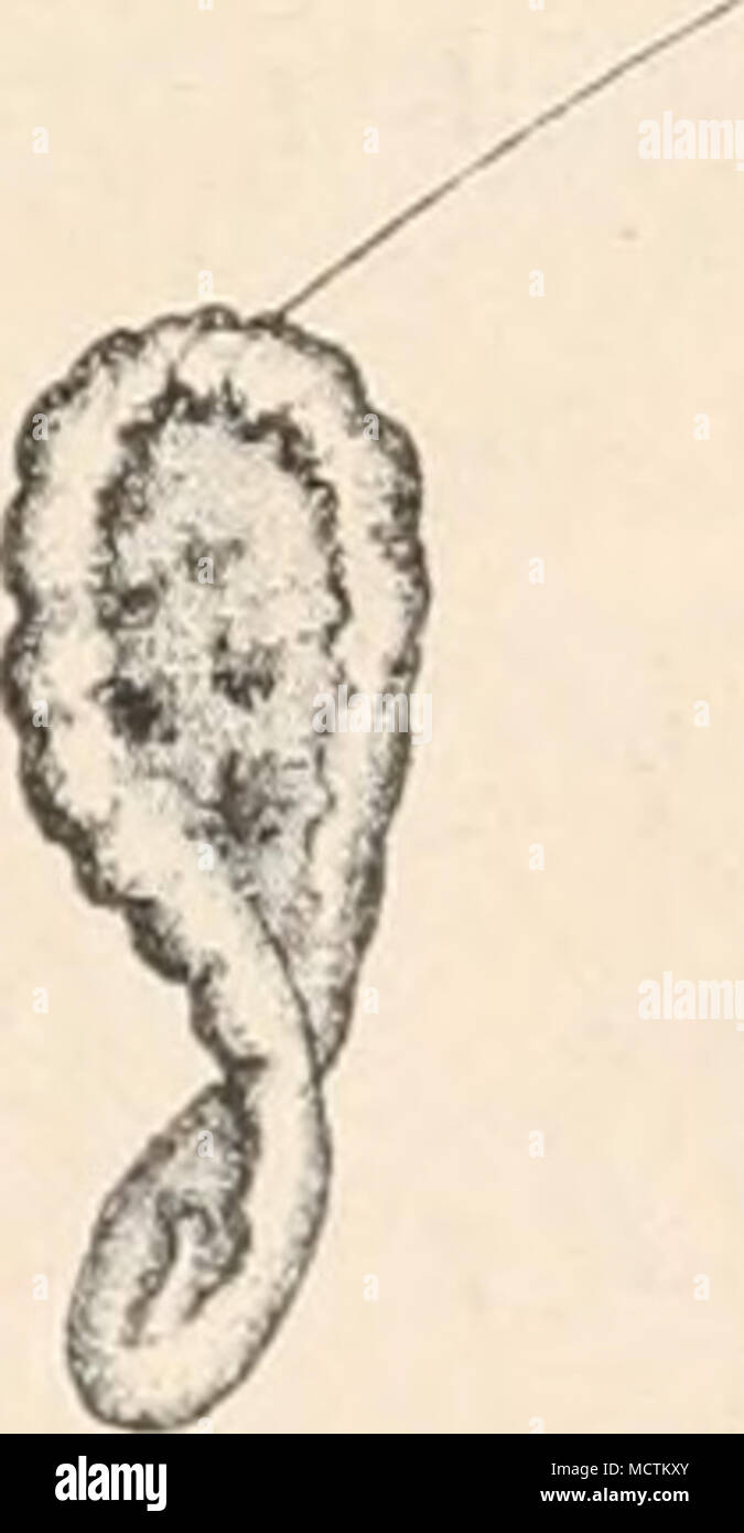 Cercomonas hi-res stock photography and images - Alamy