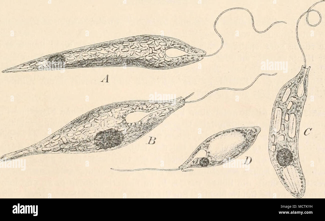 . Fig. 1'2S. A Astasia margaritifera Schmarda, ausgestreckt (1000/1 ...