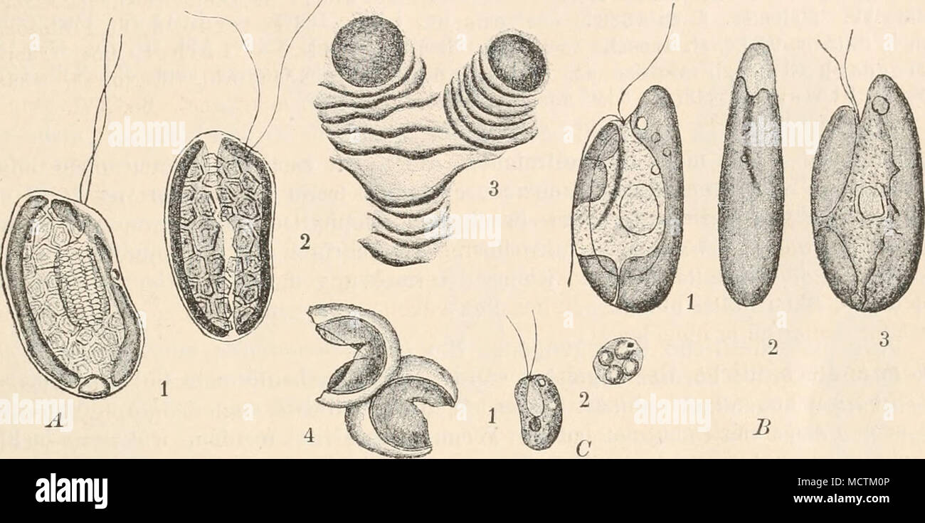 . Fig. 123. A Cryptomonas erosa Ehbg. 1 stark lichtbrechender Körper am ...