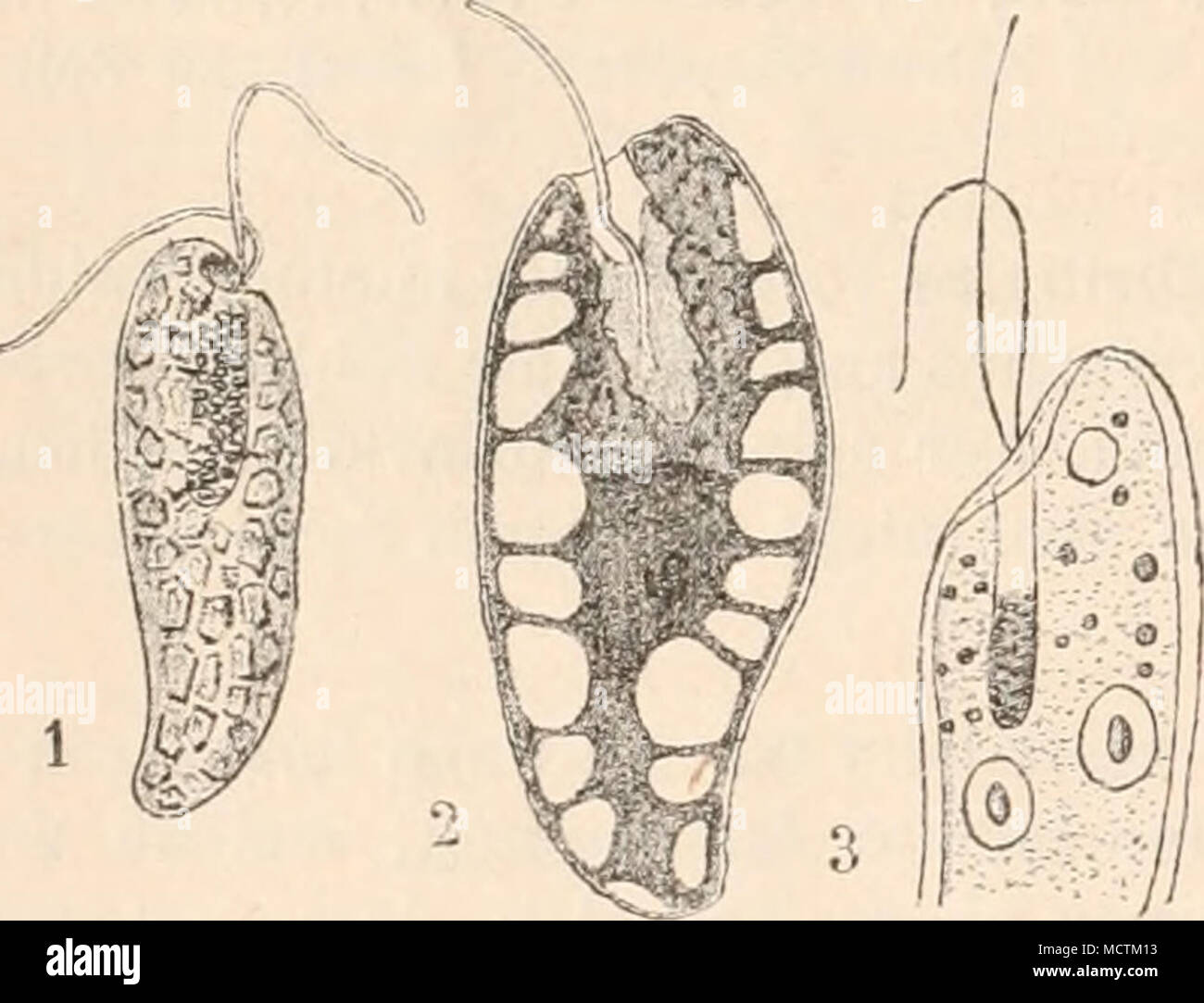 Chilomonas hi-res stock photography and images - Alamy