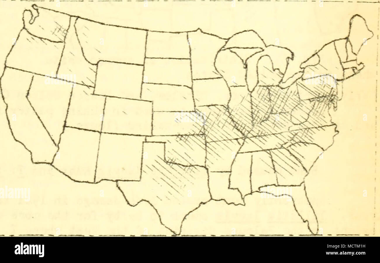 Soft red winter wheat hi-res stock photography and images - Alamy