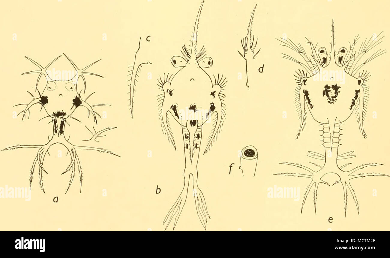 . Fig. 28. S. robustus C. a, Elaphocaris i; b, Elaphocaris 2; c, dorsal ...