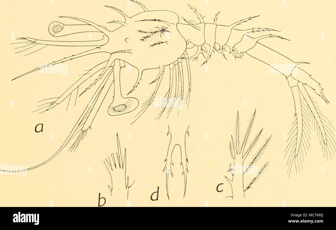 . Fig. 3. S. atlanticus. a, Acanthosoma i; b, end of antennal scale; c ...