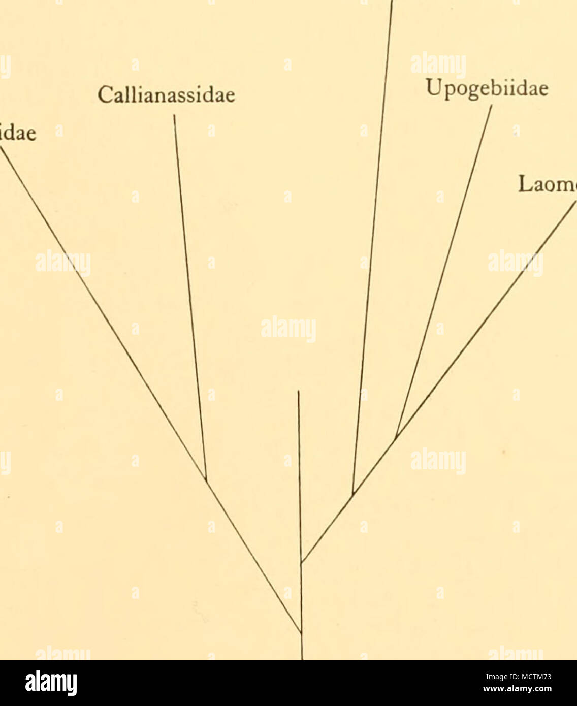 Thalassinidea hi-res stock photography and images - Alamy