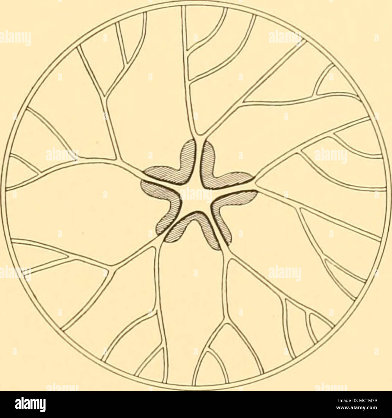 Radial canals hi-res stock photography and images - Alamy