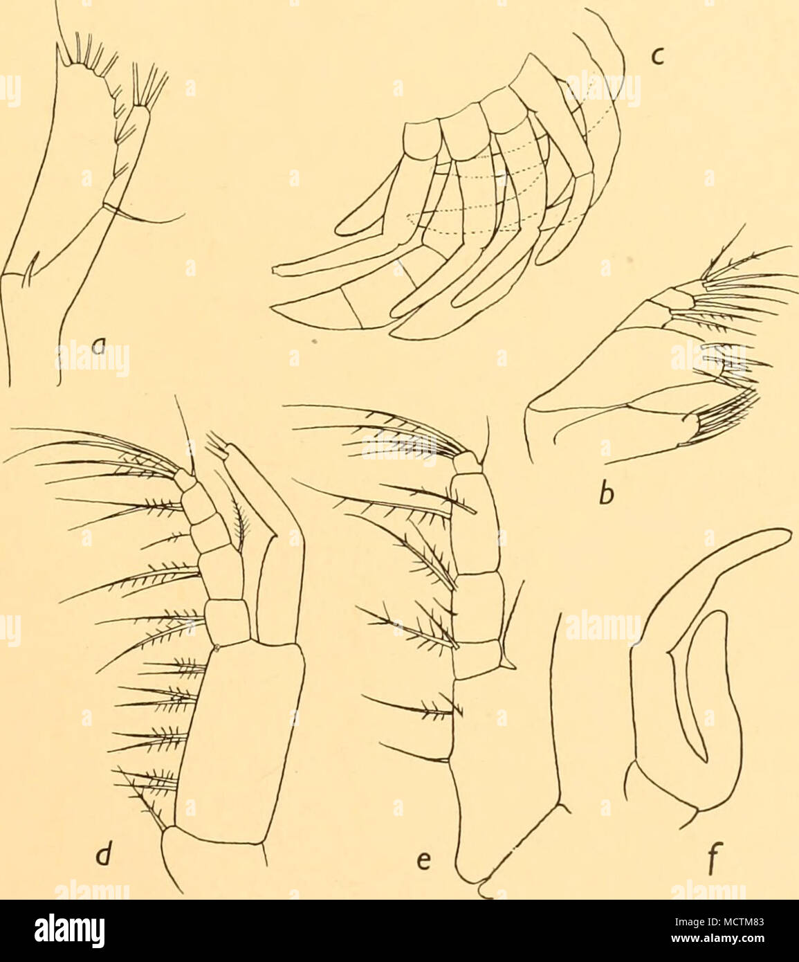 Upogebia hi-res stock photography and images - Alamy