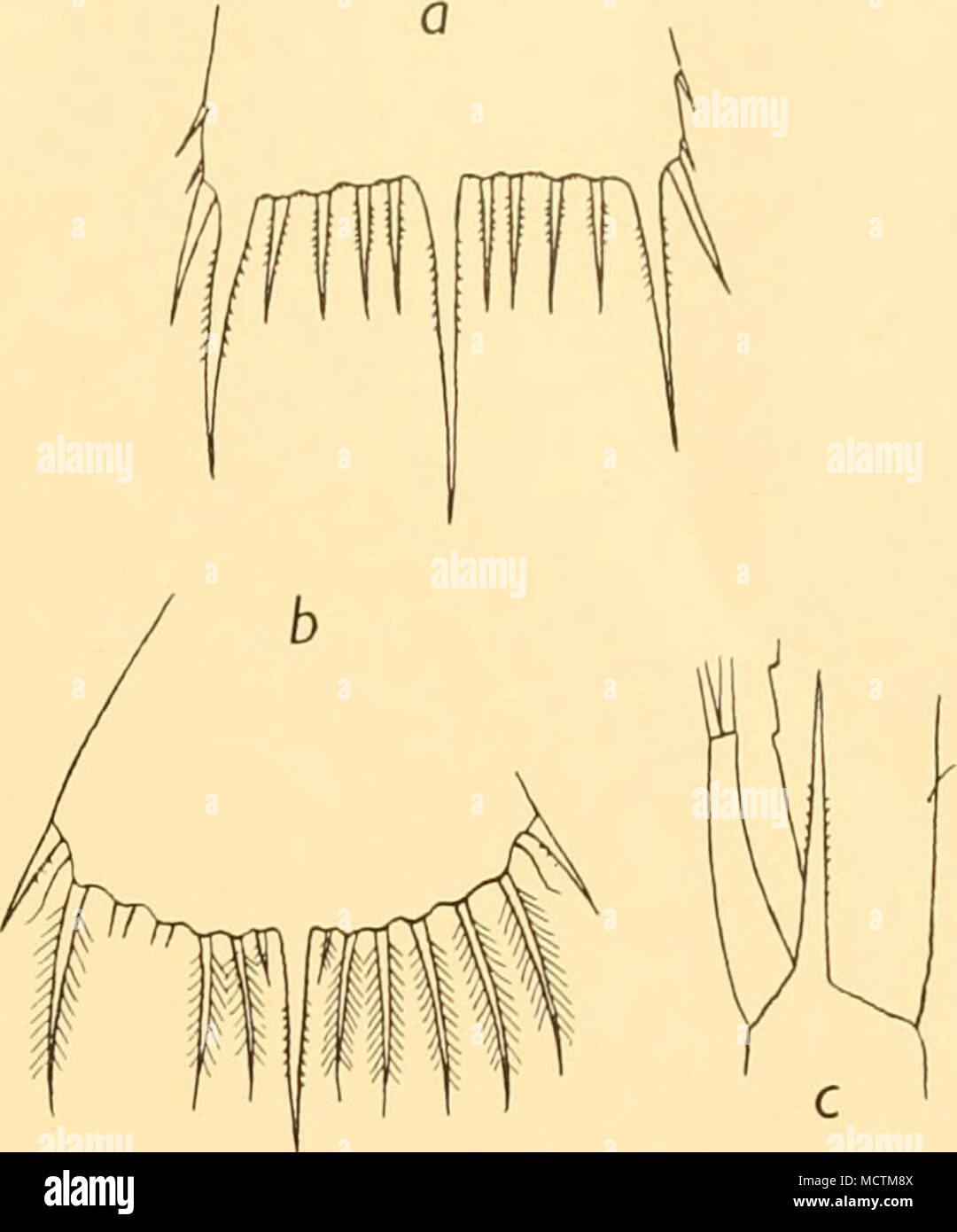 Marginal spines hi-res stock photography and images - Alamy