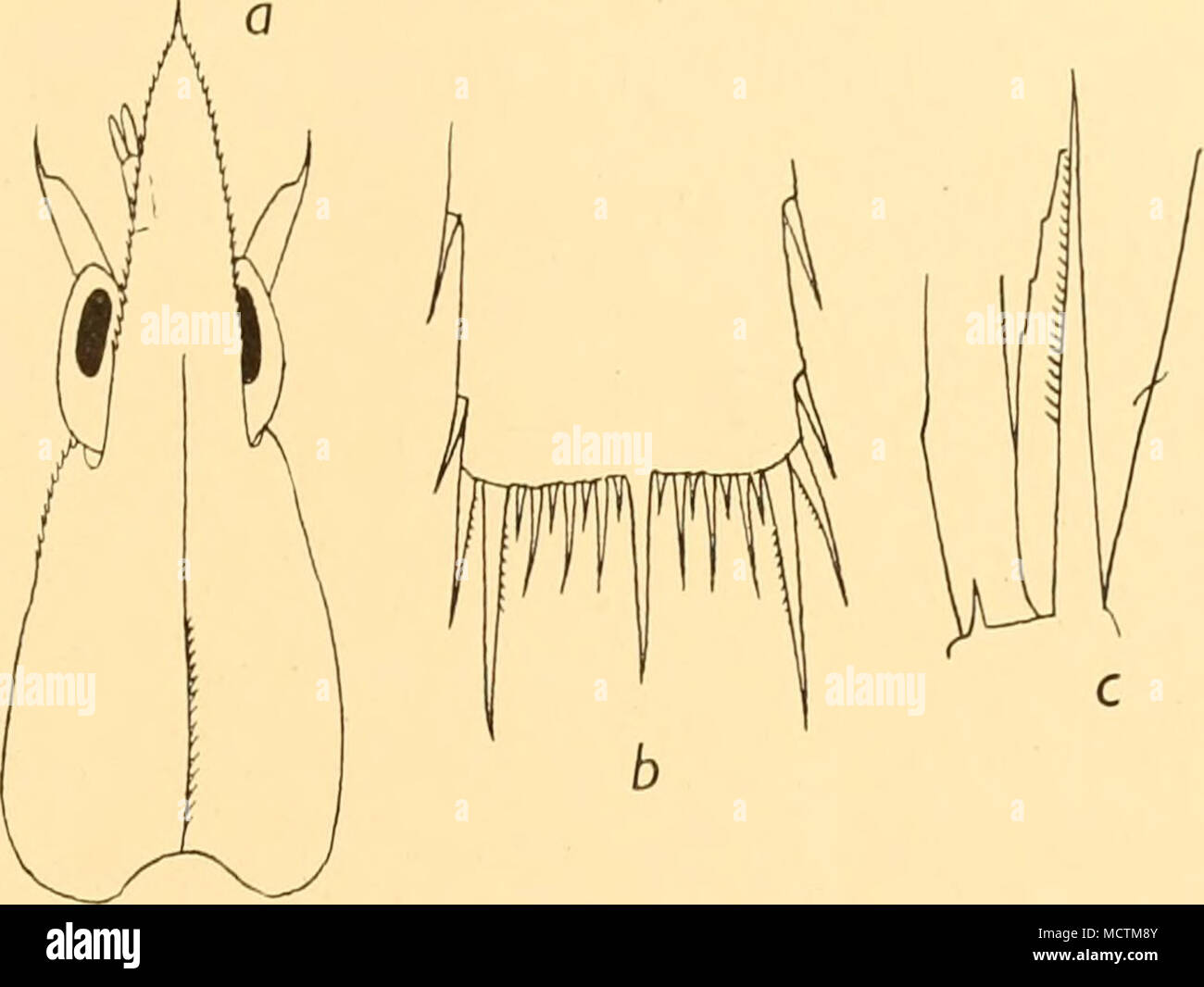 . Fig. 23. Thalassinid B.R. V. a. Thorax, dorsal. b. Telson. c. Antenna ...