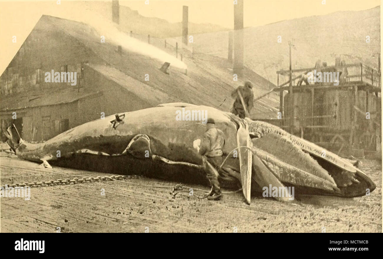 Phol hi-res stock photography and images - Alamy