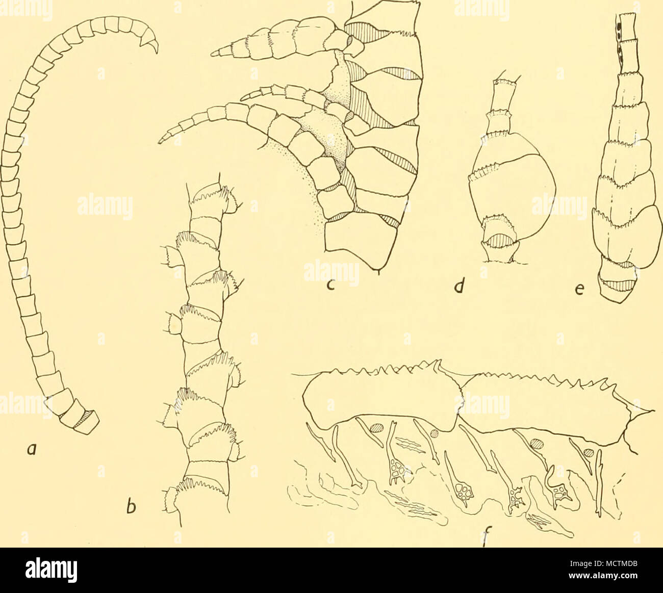 . Fig. 16. Isometra flavescens. a, cirrus, b, distal brachials, c ...