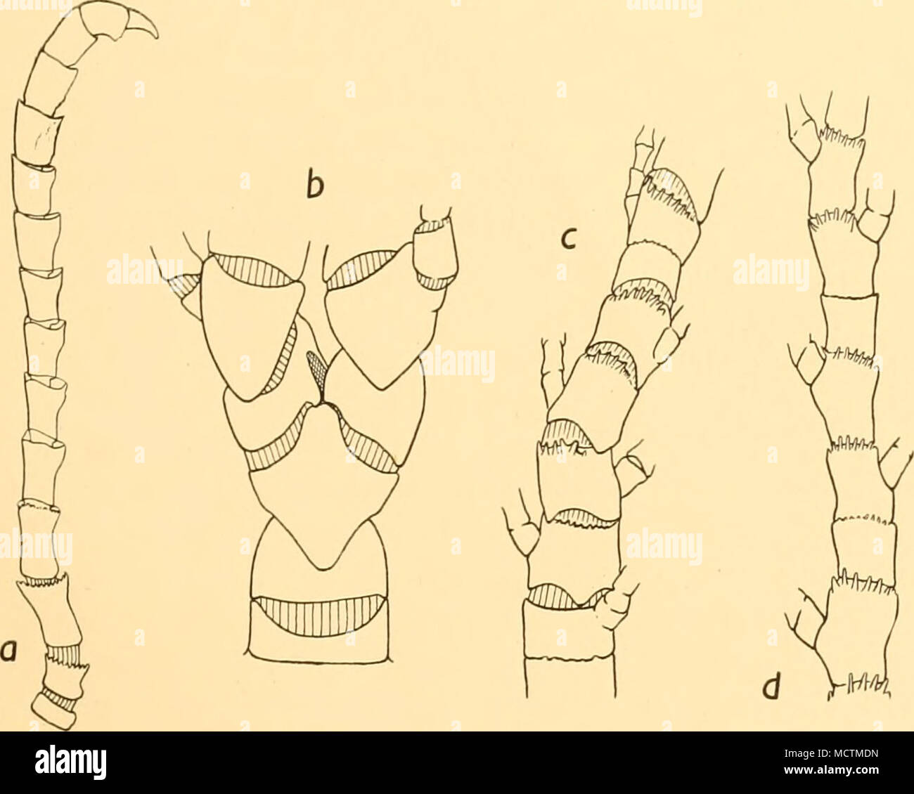 Flared base hi-res stock photography and images - Alamy