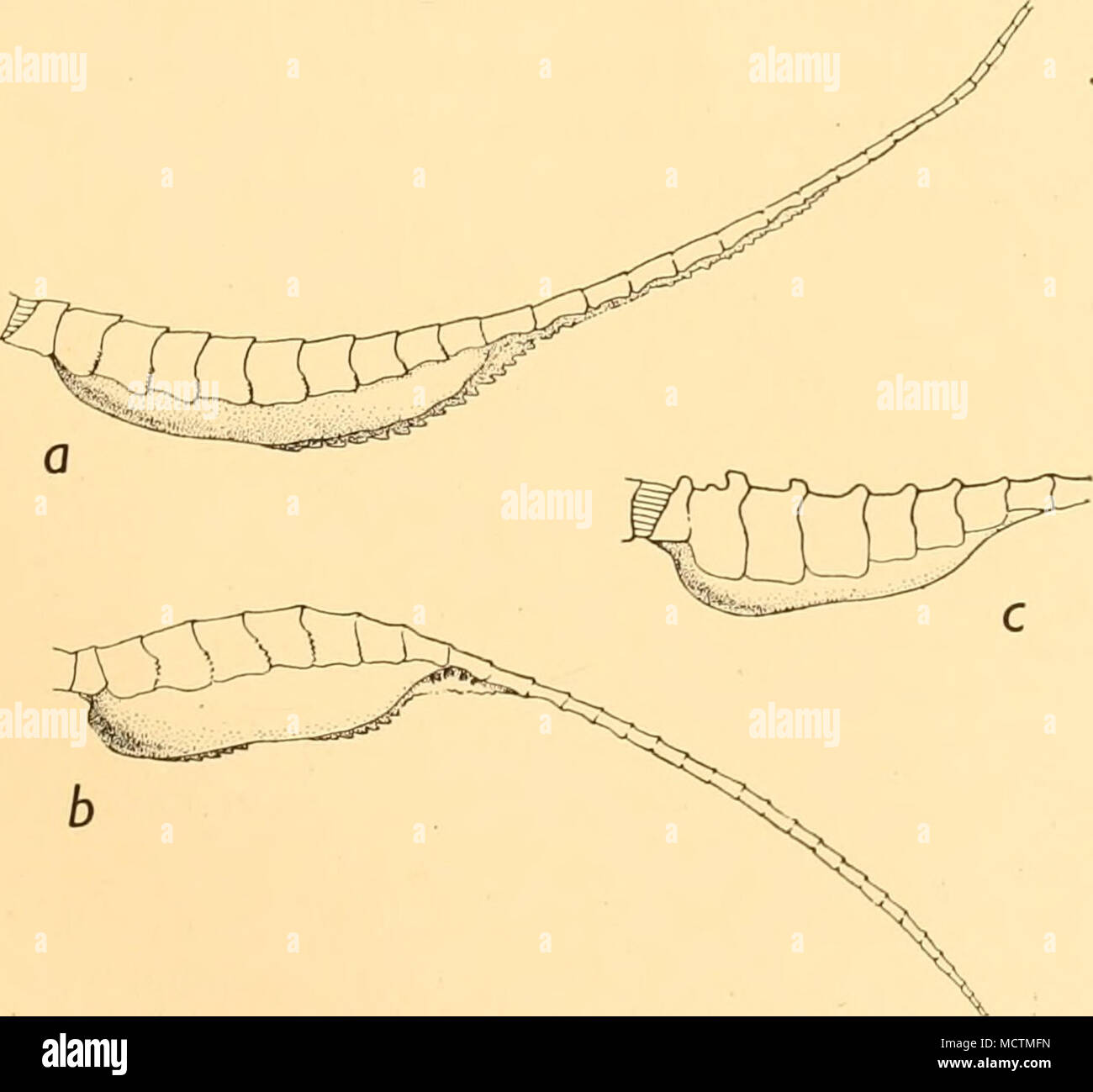 Pinnule hi-res stock photography and images - Alamy