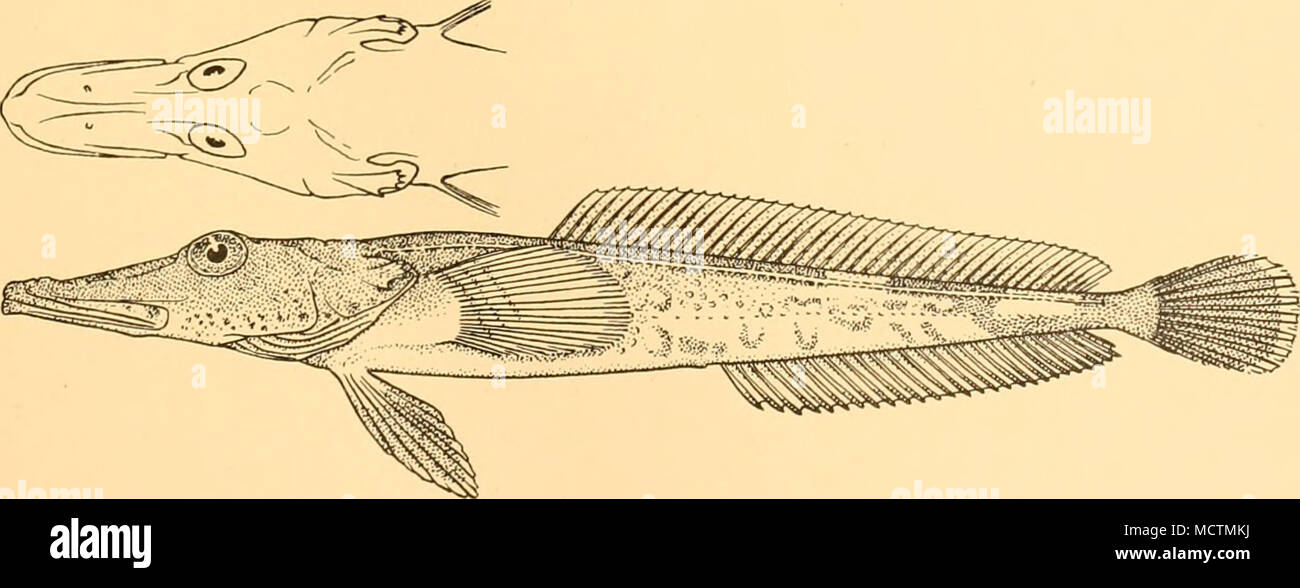 . Fig. 40. Parachaenichthys charcoti. x i Stock Photo - Alamy