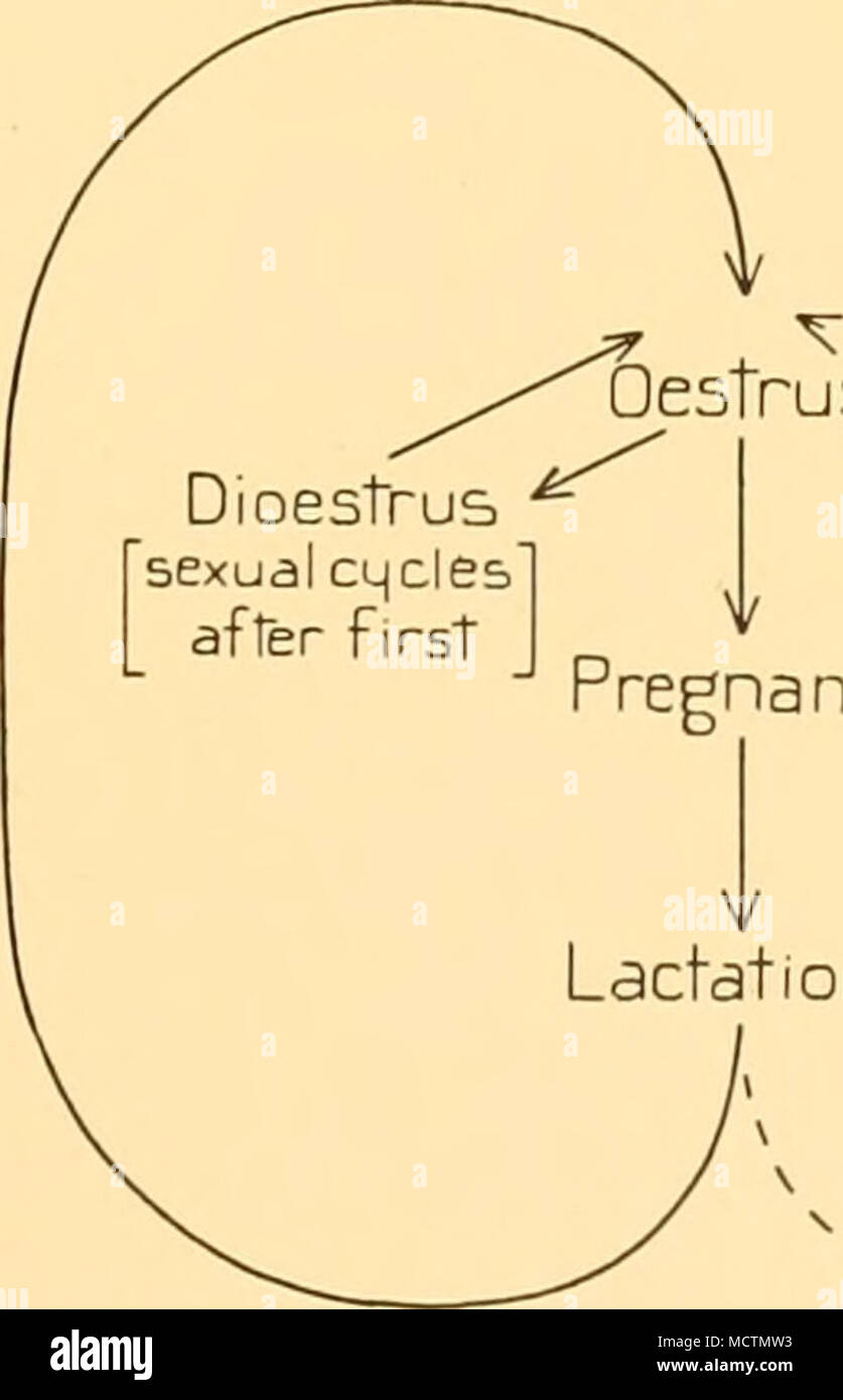 . An oestrus A PregnancLj Lactation Fig. 45. Sperm whale. Female ...